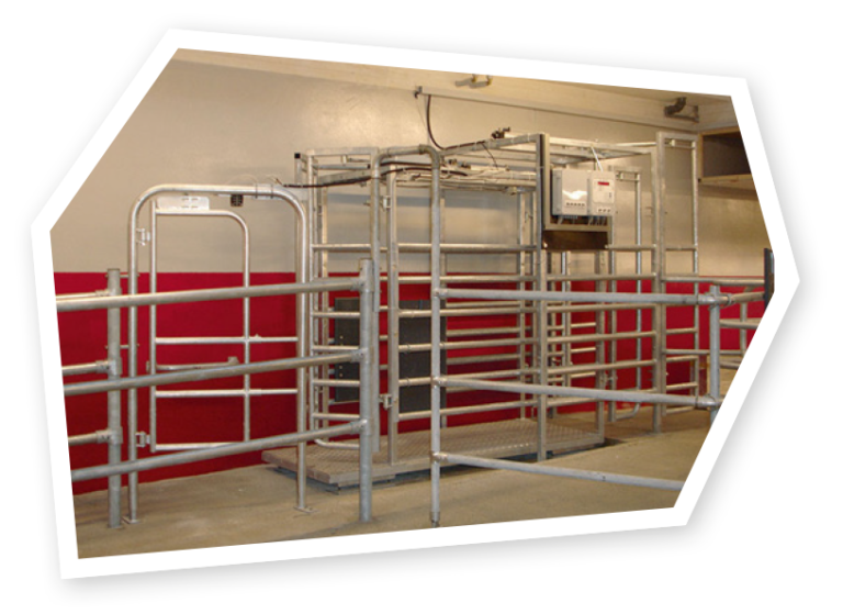 Animal-weigh | Hokofarm Group